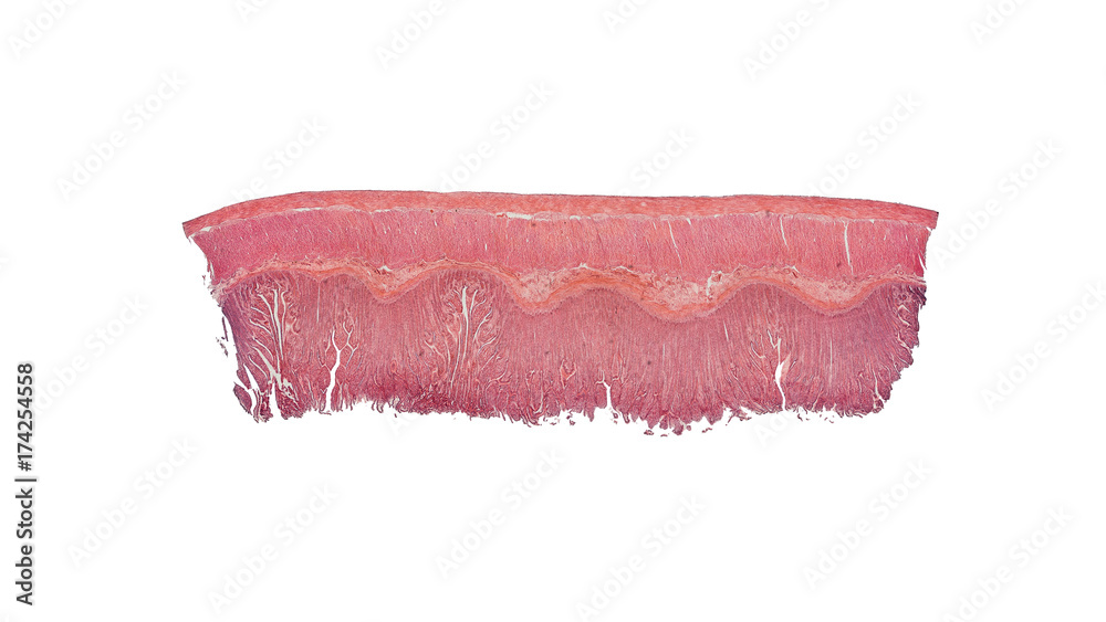 cross section of small intestine under a microscope Stock Photo | Adobe ...