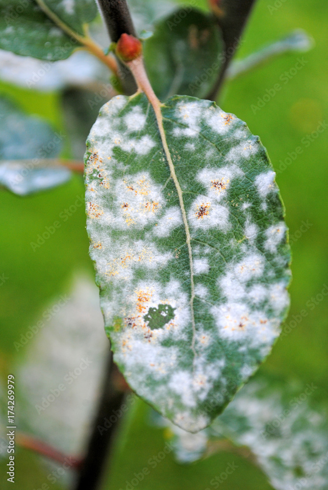 Erysiphales Stock-Foto | Adobe Stock