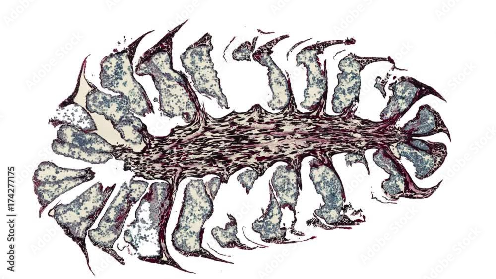 cross section cut of a male pine cone under the microscope Stock Video ...