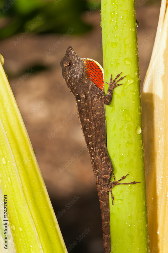 Photo & Art Print Male, Gecko lizard climbing a tropical plant and ...