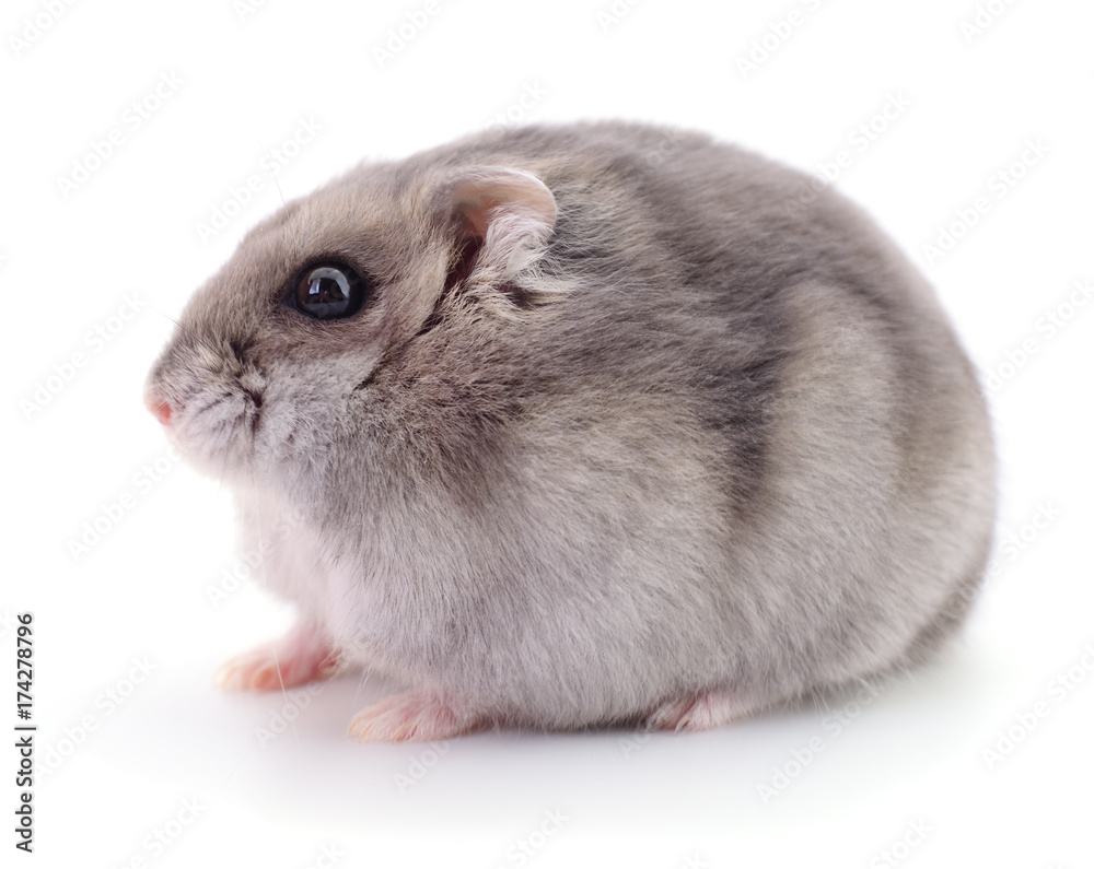 Small domestic hamster. Stock Photo | Adobe Stock