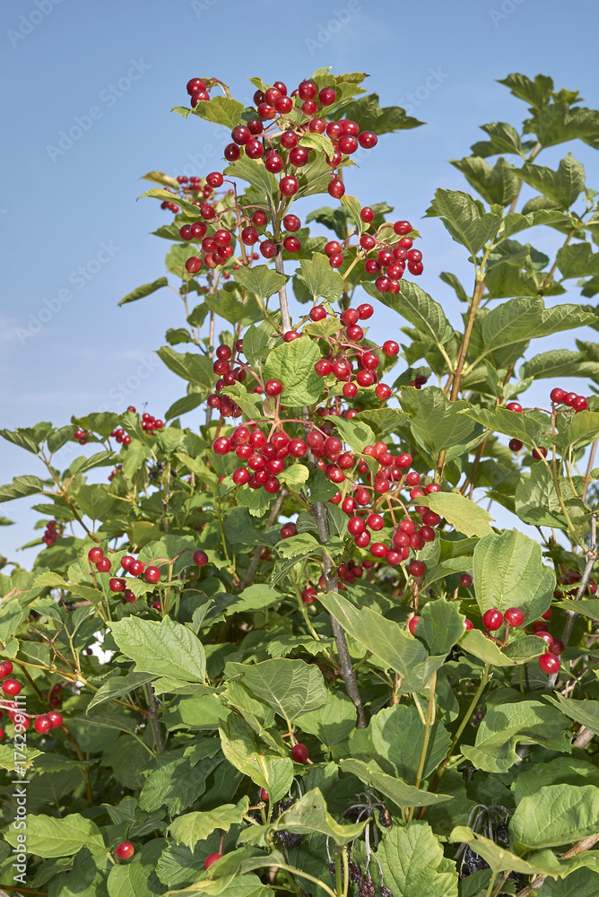 Viburnum opulus Stock Photo | Adobe Stock