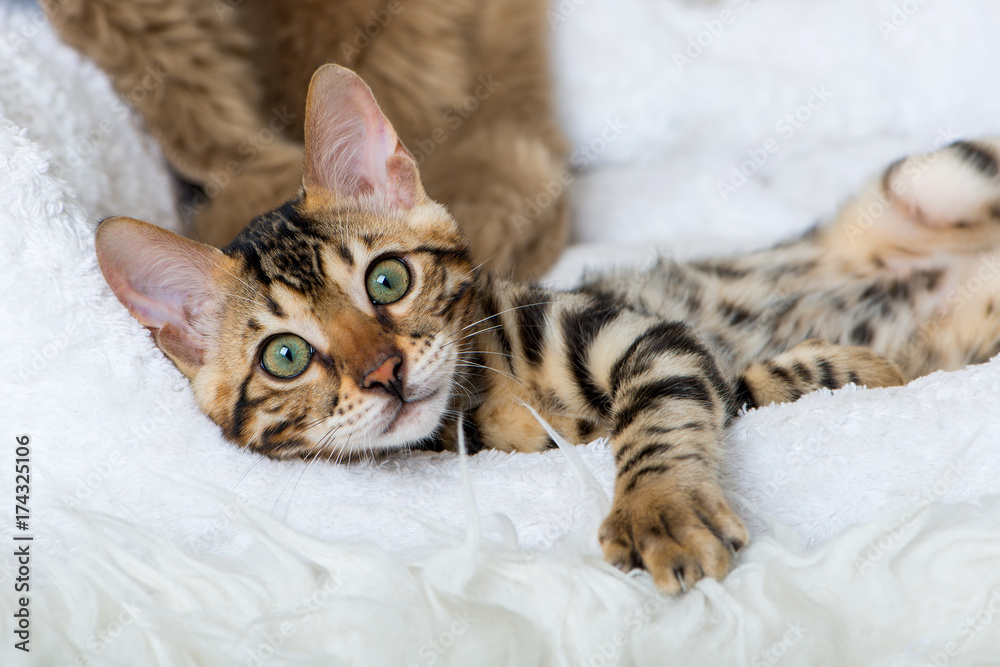 Bengalkatze Stock-Foto | Adobe Stock