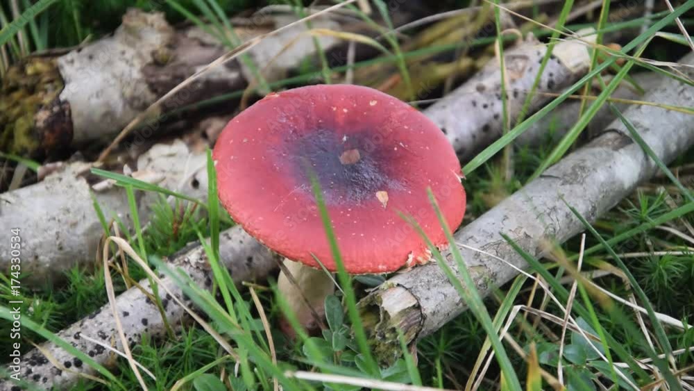 Stockvideon Russula Krasnice Kremlor Gołąbek Haperot fungo ベニタケ属 ...