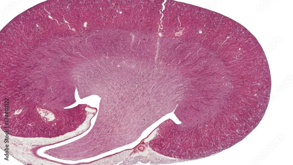 kidney - cross section body cells under a scientific microscope ...