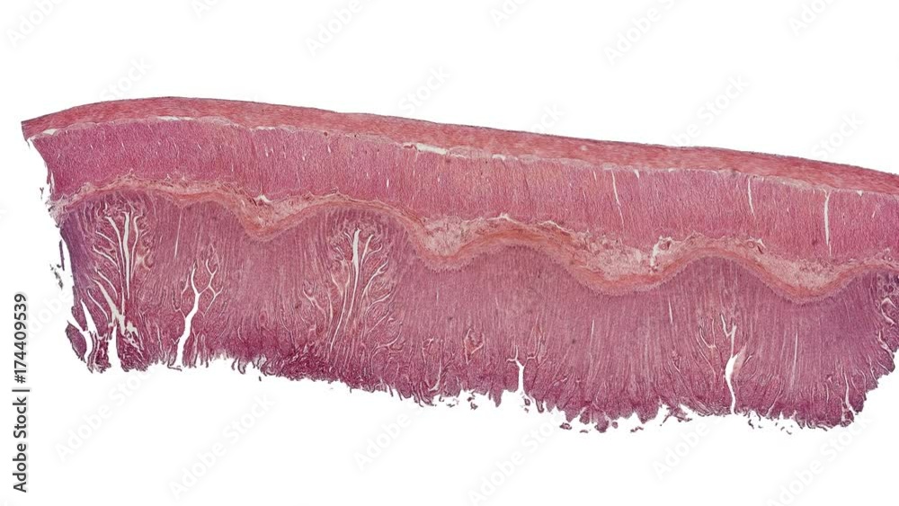 cross section of small intestine under a microscope Stock ビデオ | Adobe Stock