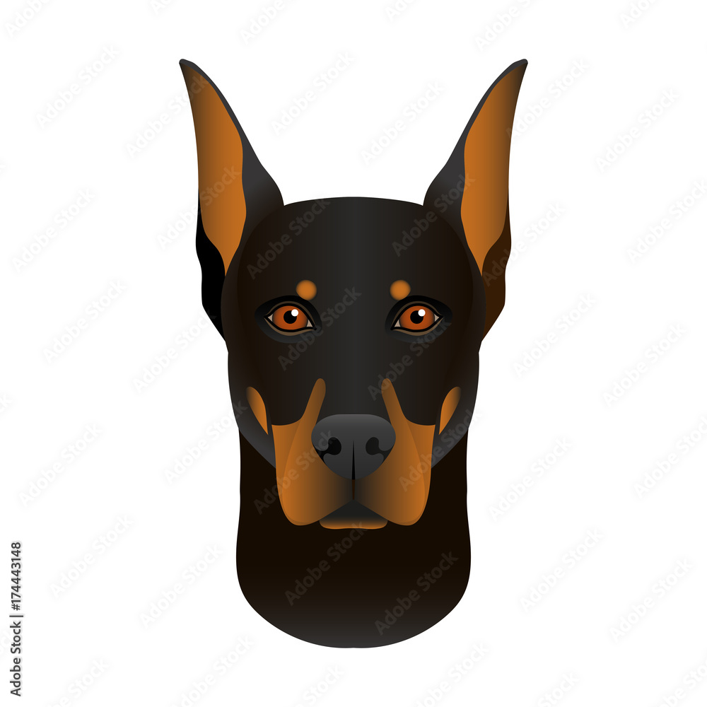 Isolated colorful head and face of doberman pinscher on white ...