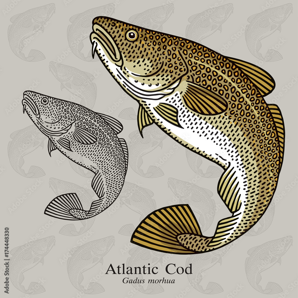 Atlantic Cod. Vector illustration for artwork in small sizes. Suitable ...