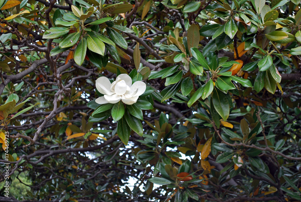 A branch with a white blooming flower of ficus macrophylla, also known ...