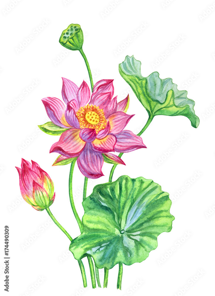 Pink lotus flower, watercolor painting on white background isolated ...