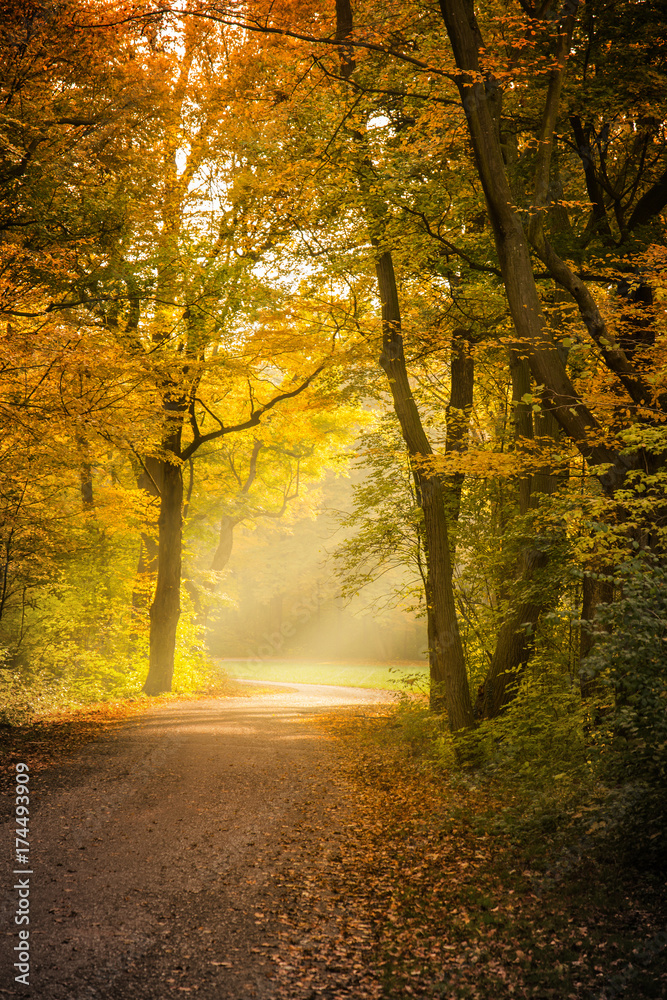 Streaks of sunlight hit a path lying in the shadow between trees with ...