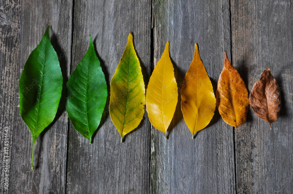 Life Cycle Of A Leaf