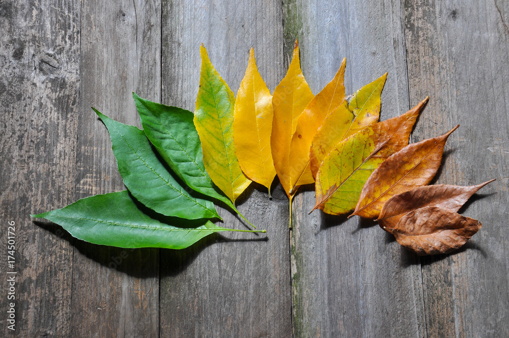 Life Cycle Of A Leaf