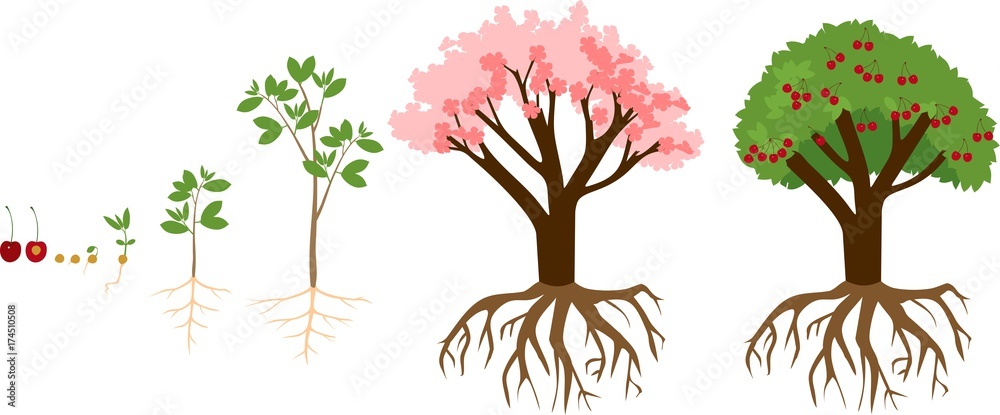 Plant growing from seed to cherry tree. Plant growth stage. Tree with ...