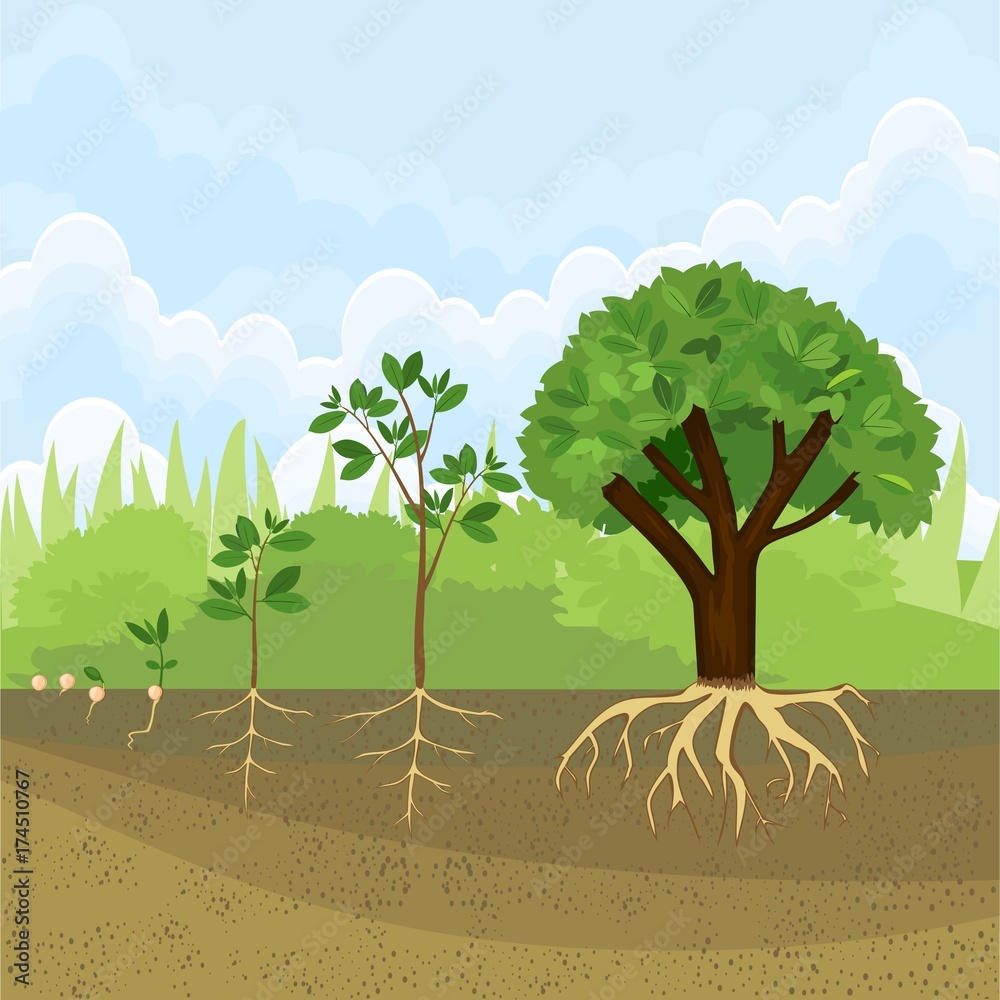 Sequential stages of growth of plant from seed to tree. Plant growth ...