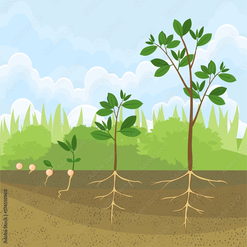 Sequential stages of growth of plant from seed to tree Stock Vector ...