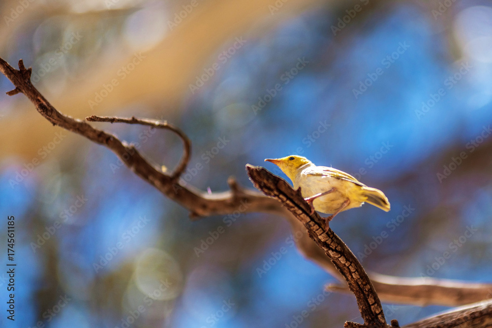 Yellow Australian Bird Sitting on a Branch of Tree in front of a Blury ...