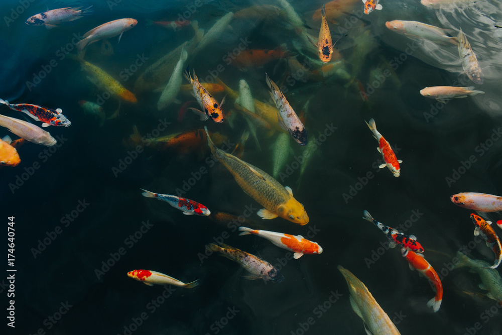 Many koi fish swimming at holy water temple, Bali Indonesia. Stock ...