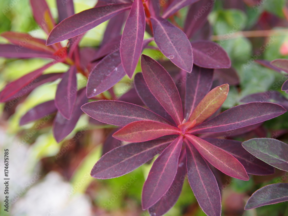 Euphorbia dulcis 'Chameleon' - Chameleon Spurge, sweet spurge Stock ...