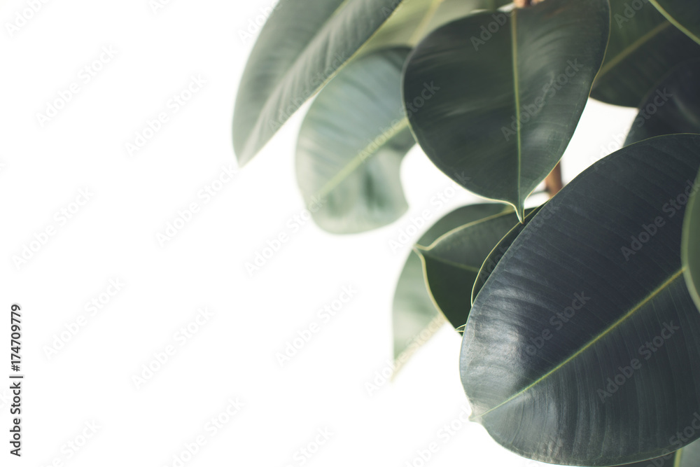 ficus plant Stock Photo | Adobe Stock
