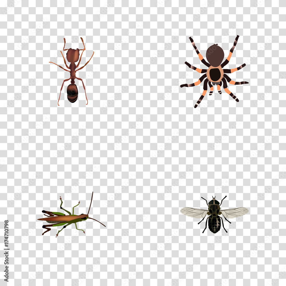 Realistic Locust, Emmet, Midge And Other Vector Elements. Set Of Insect ...