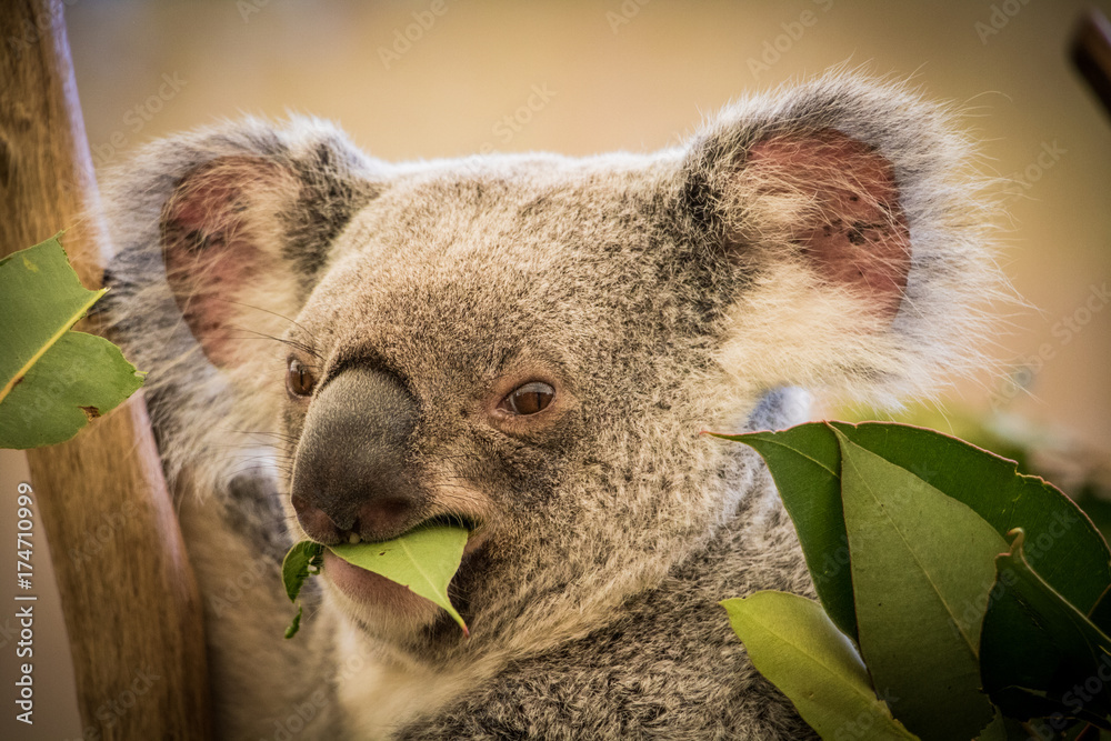 Cute Koala Eating
