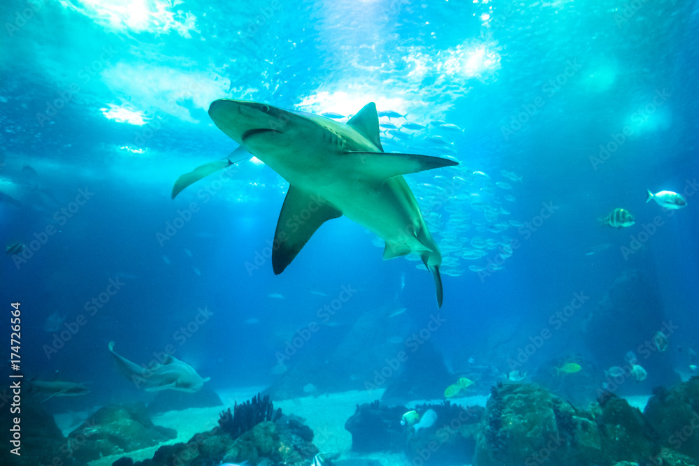 Undersea blue background. Bottom view of white shark in deep ocean ...