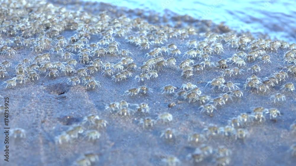 CLOSE UP, MACRO, HYPERLAPSE Thousands of tiny baby crabs crawling over ...