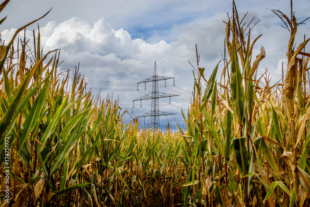 A corn maze or maize maze is a maze cut out of a corn field. The first ...