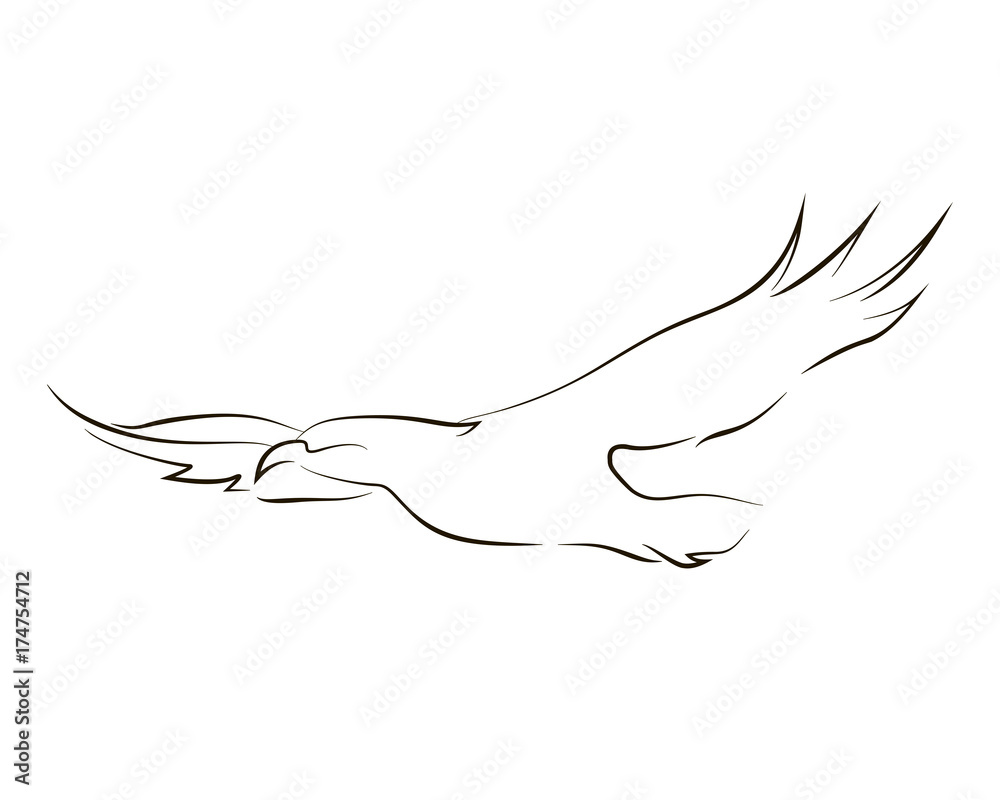 Flying black line eagle on white background. Hand drawing vector ...