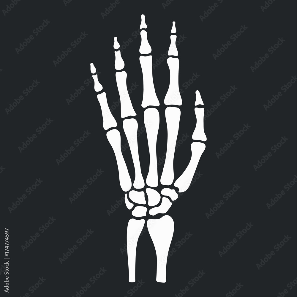 Skeleton hand with bones. Vector illustration. Stock Vector | Adobe Stock