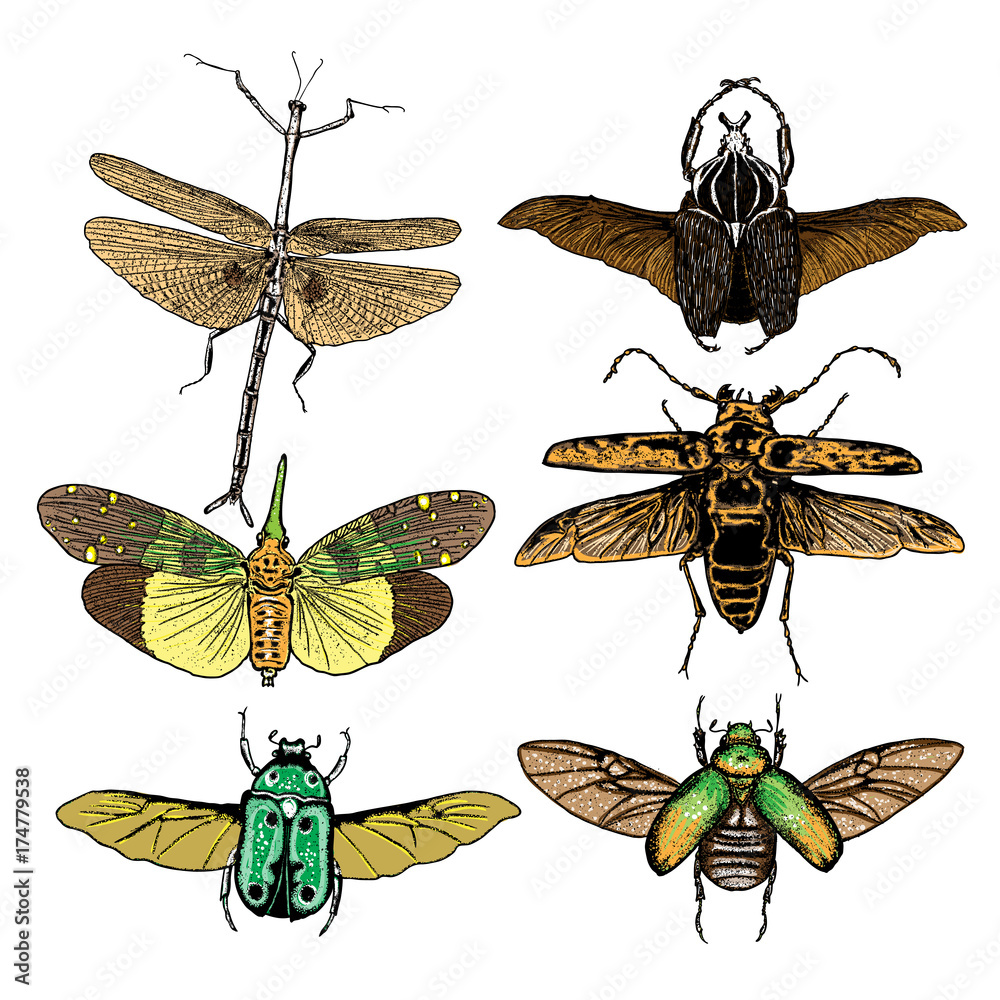 Set of insects bugs beetles and bees, fleas, many color species in ...