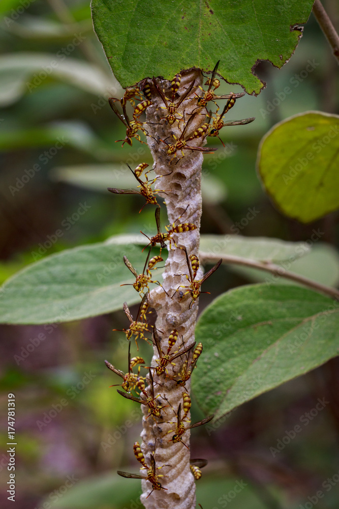 Image of an Apache Wasp (Polistes apachus) and wasp nest on nature ...
