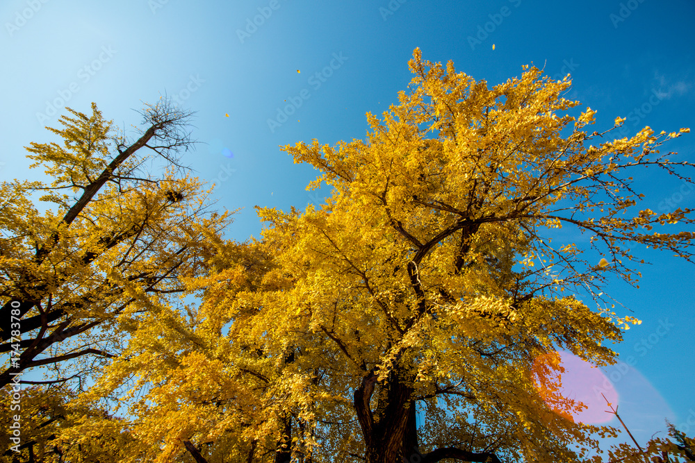 Asan, South Korea - Maengssi Haengdan House in Asan City yellow ginkgo ...