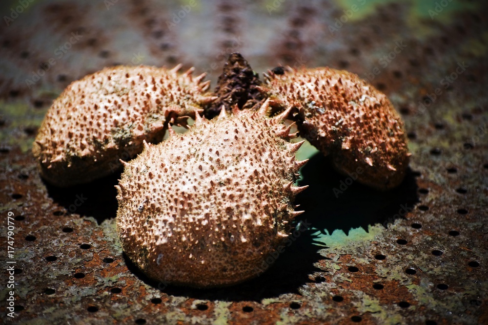 Exoskeletons of the Spider Crab (Majidae) Stock Photo | Adobe Stock