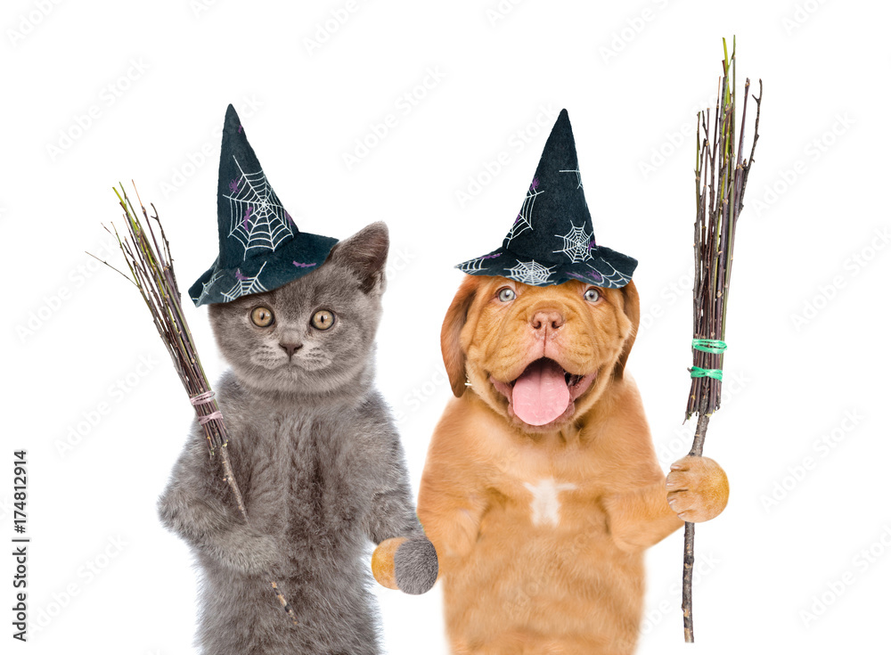 Funny Cats In Hats