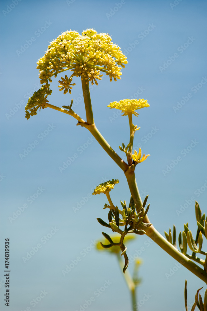 fennel flower on a cliff directly above the sea, menorca island, spain ...