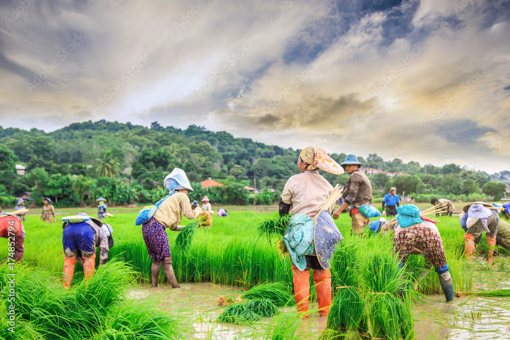 Asian farmer transplant rice seedlings in rice field. Farmer planting ...