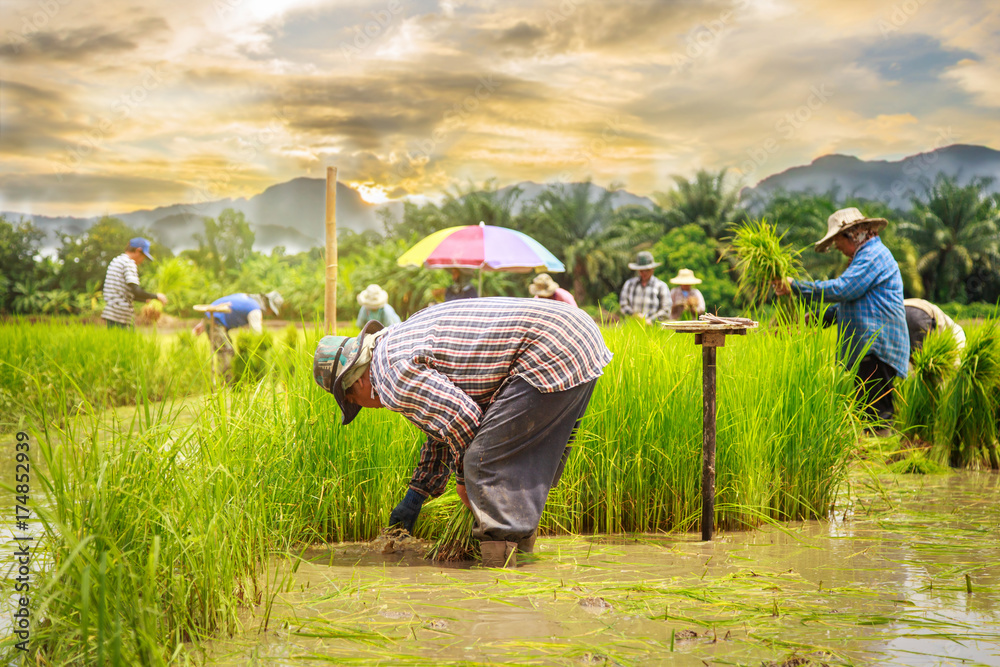 Asian farmer transplant rice seedlings in rice field. Farmer planting ...