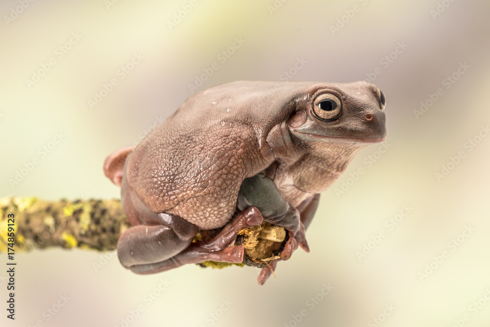 White's tree frog. Also known as the dumpy frog and Australian green ...
