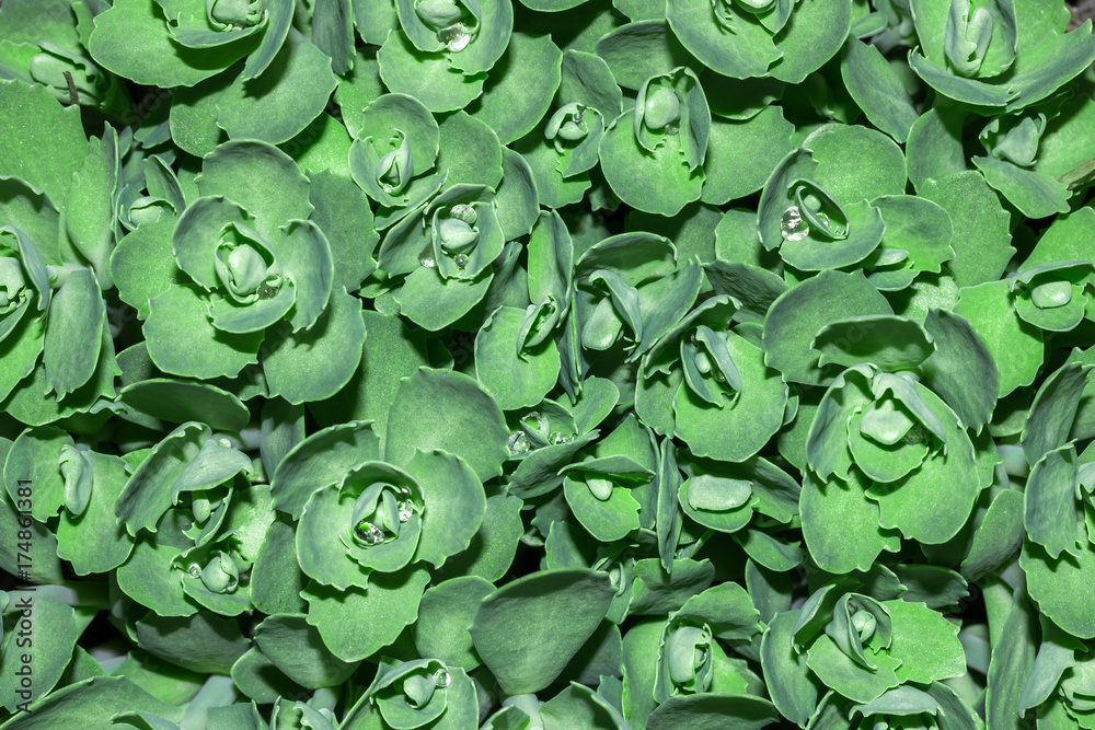 Sedum leaves green texture background Stock Photo | Adobe Stock