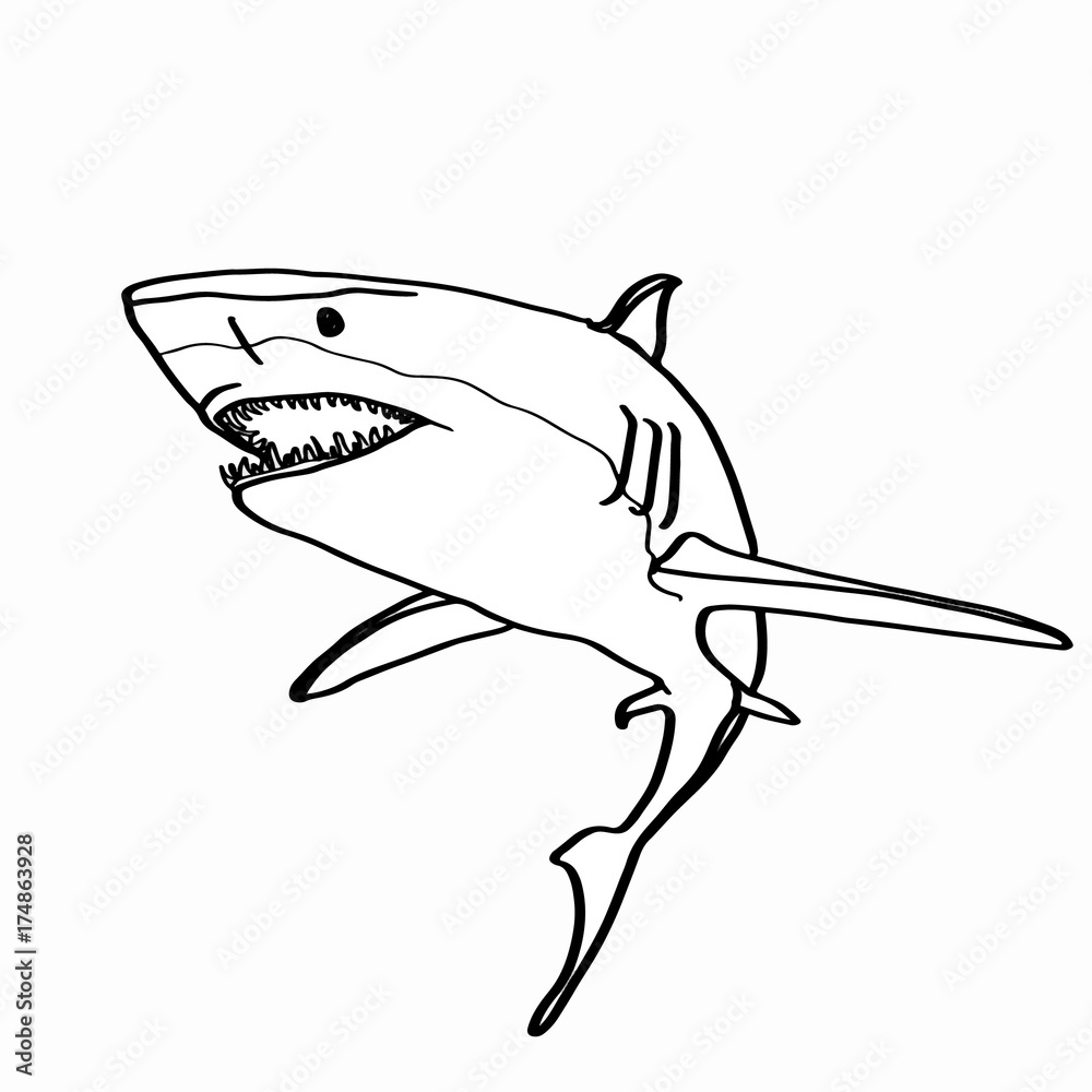 Realistic Shark Drawings