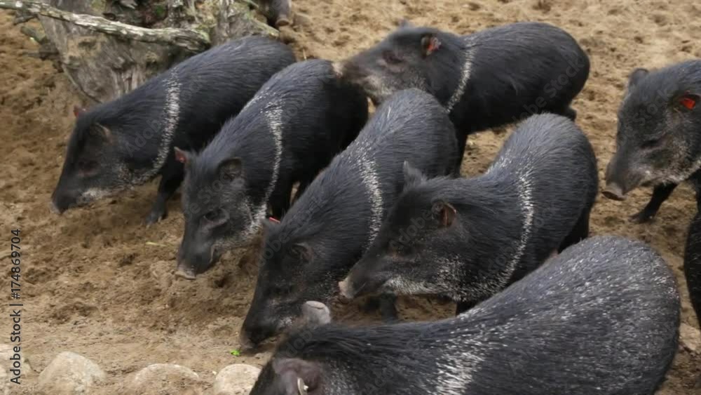Collared Peccary Pecari tajacu wild pig animals eating and digging in ...