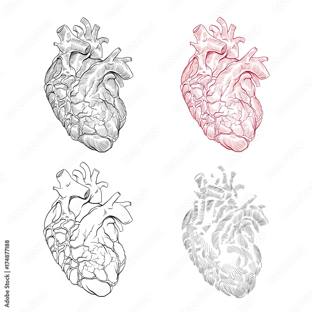 Human heart hand drawn isolated on a white backgrounds. Anatomical ...