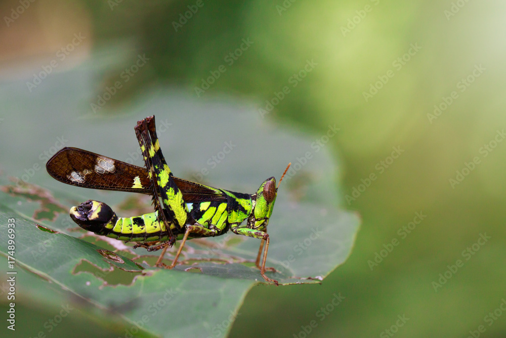Image of Conjoined Spot Monkey-grasshopper (male), Erianthus serratus ...