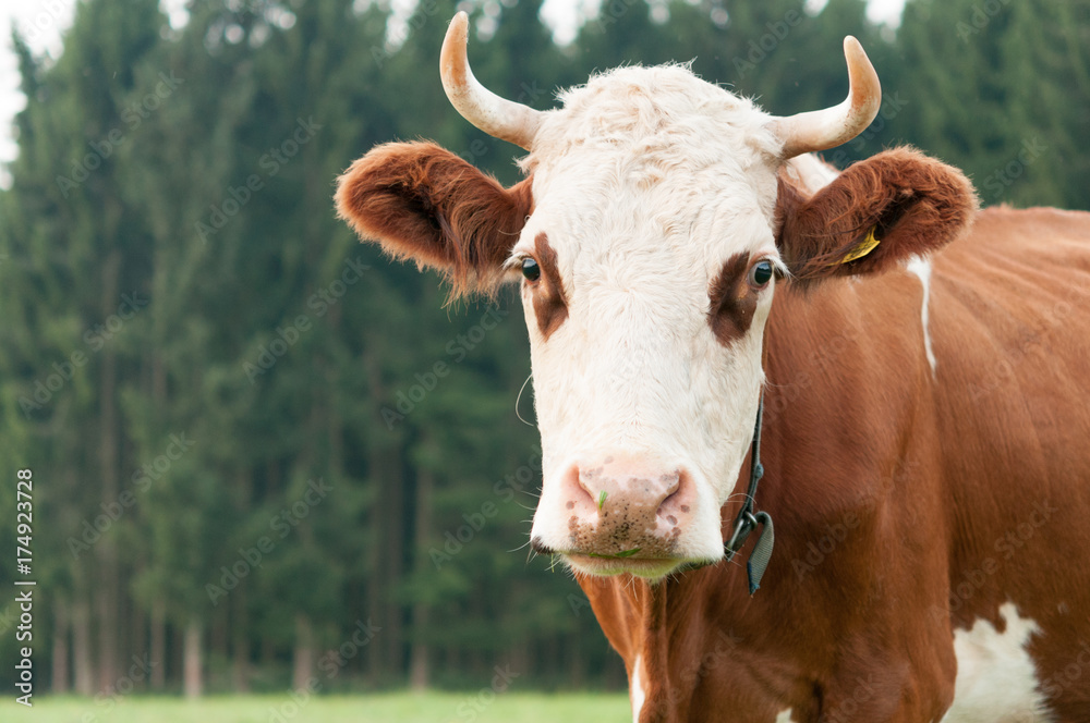 Hausrind mit Okular Stock-Foto | Adobe Stock