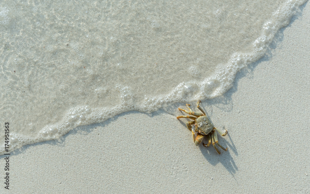 Crab running in to the sea in Maldives Stock Photo | Adobe Stock