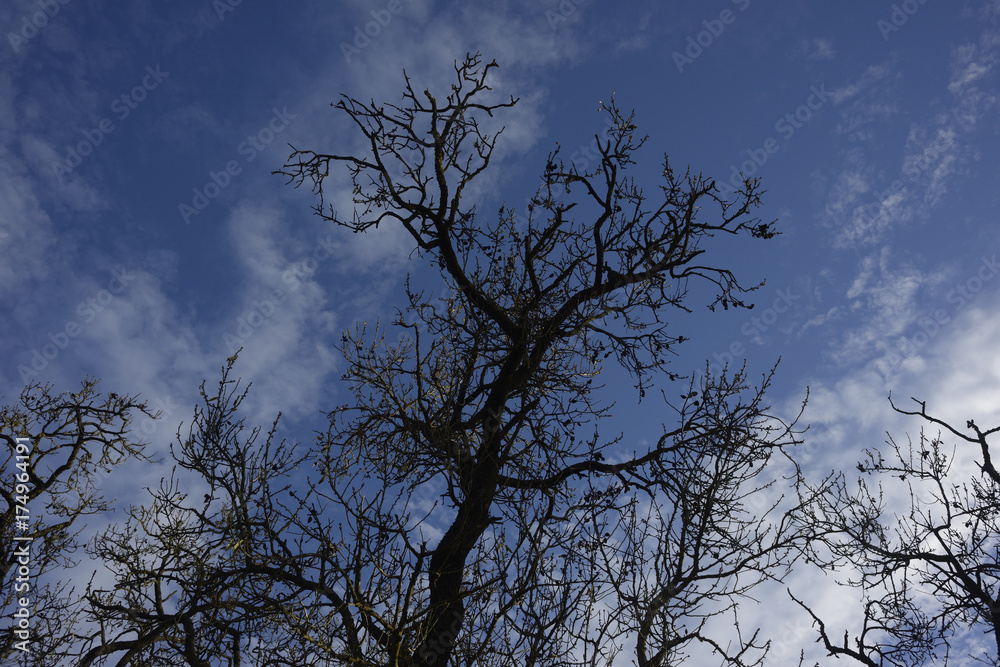 Ramas de los árboles sin hojas Stock Photo | Adobe Stock