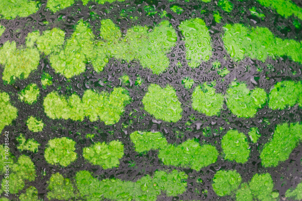 Bright ripe green watermelon closeup with drops of sparkling water is a ...