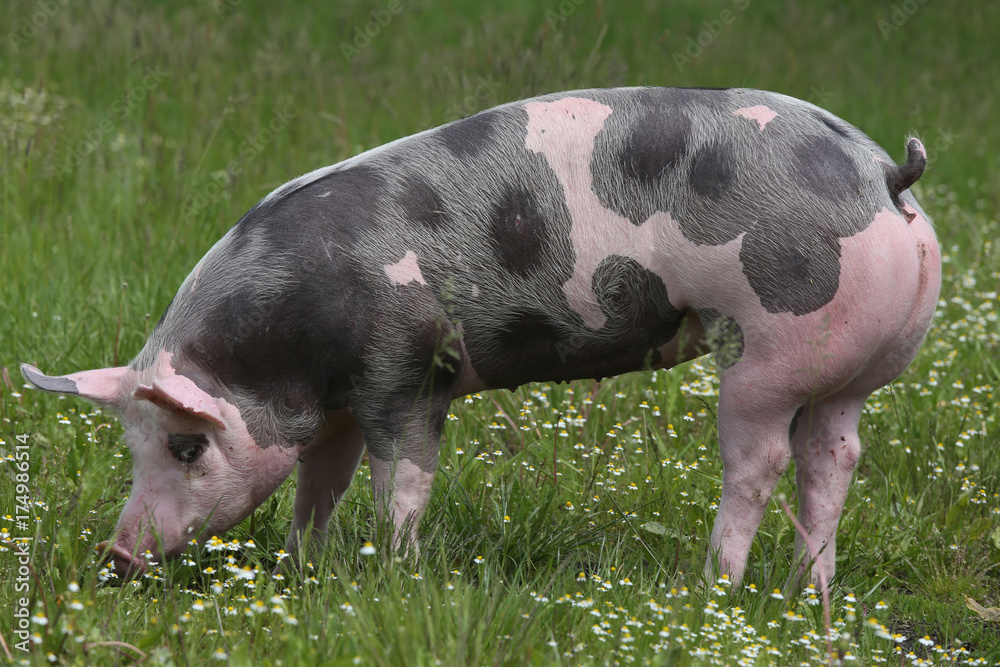 Beautiful young petrain breed pig posing on summer meadow Stock Photo ...